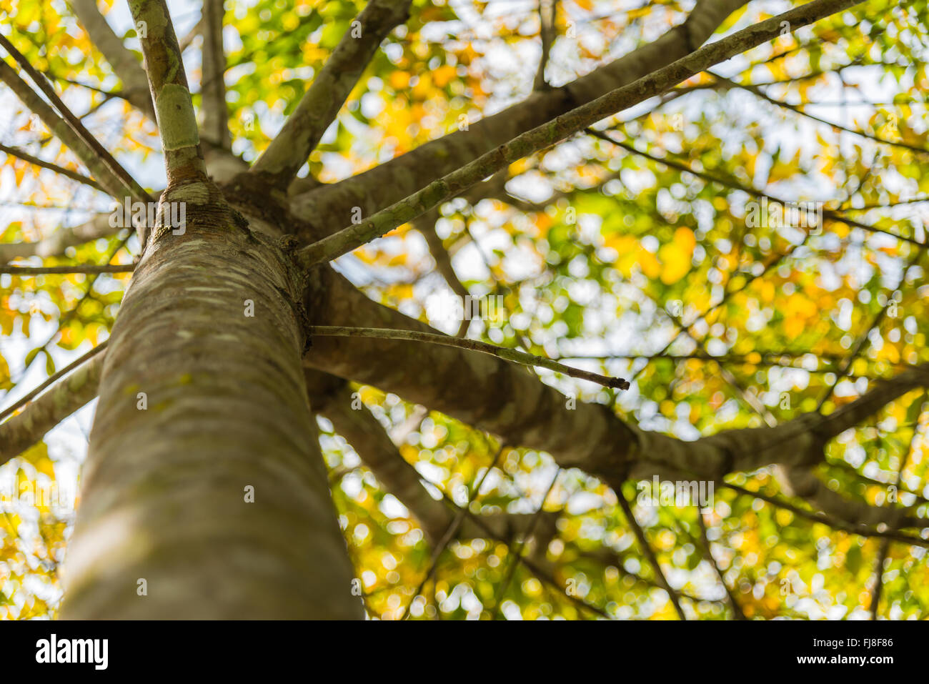 Under branch of rubber tree 2 Stock Photo - Alamy