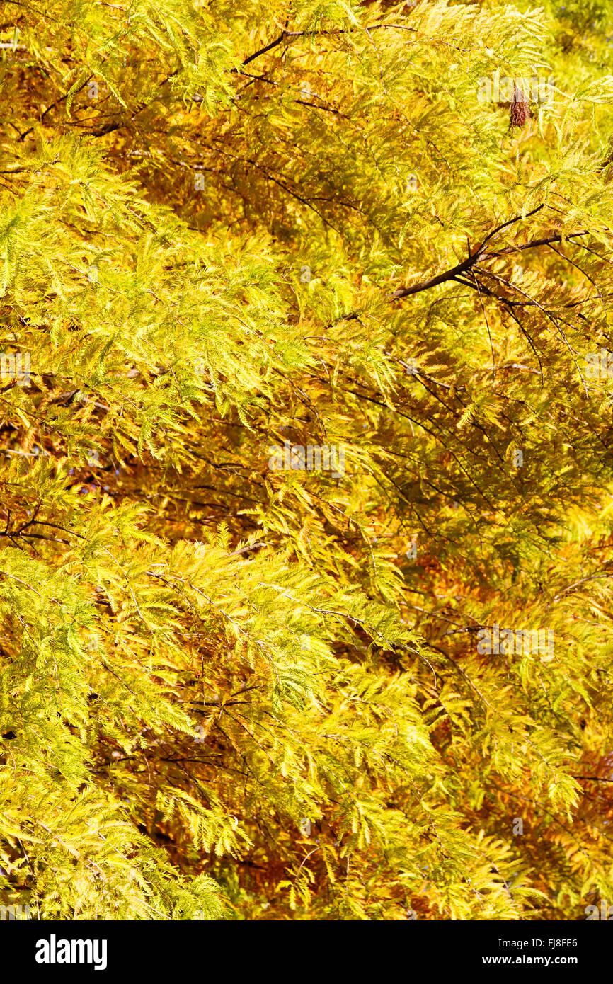 colorful autumn Bald Cypress tree Stock Photo - Alamy