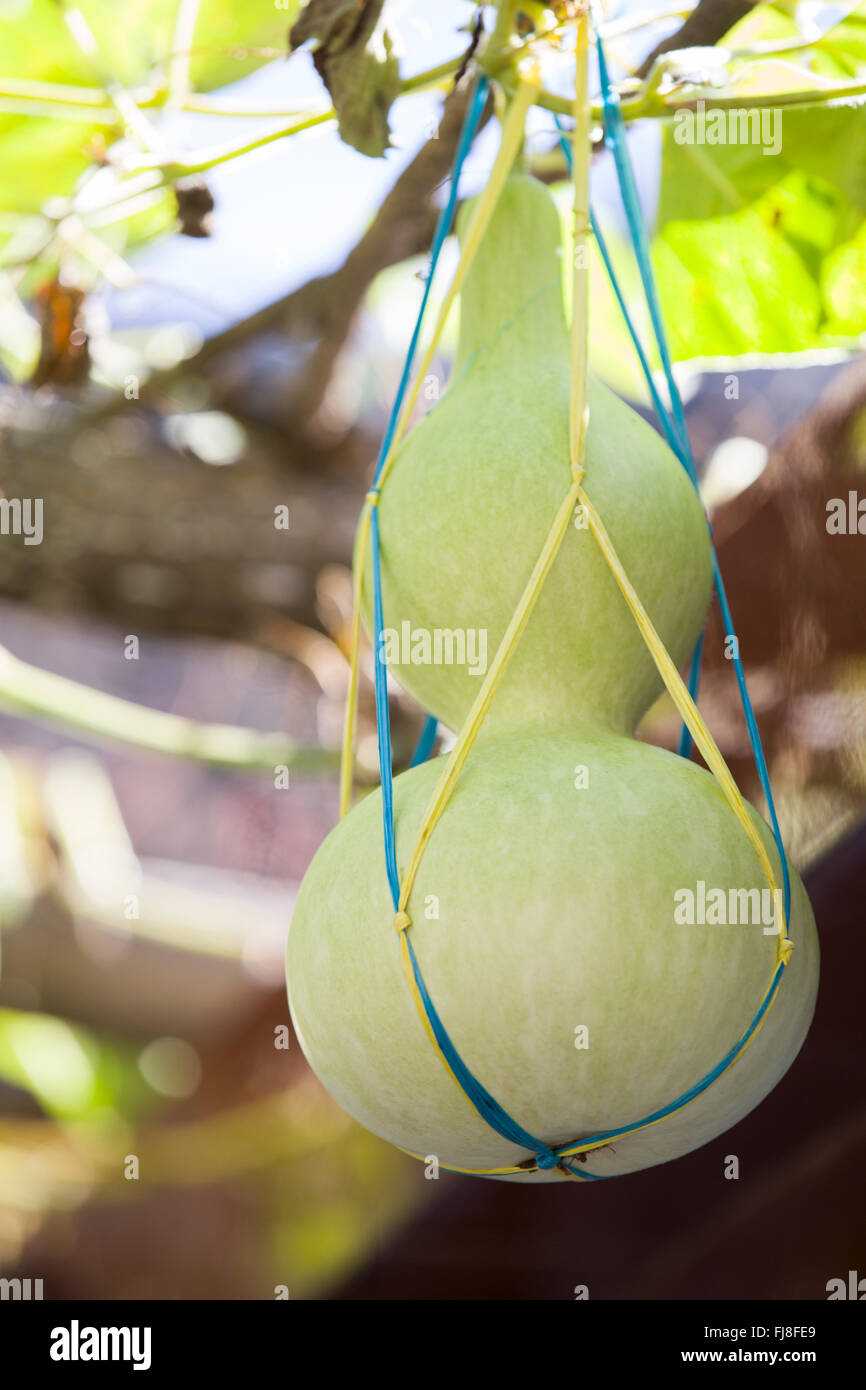 Gourd china plant hi-res stock photography and images - Alamy