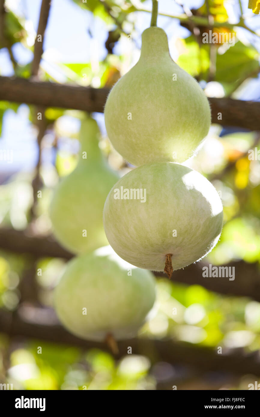 Bottle shaped gourd Stock Photo - Alamy