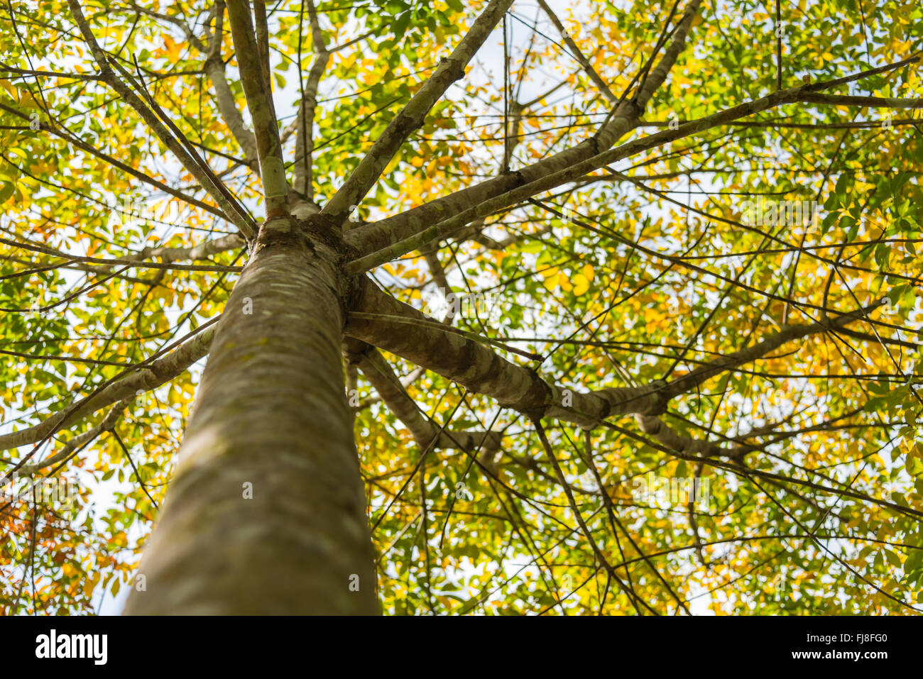 Under branch of rubber tree Stock Photo - Alamy