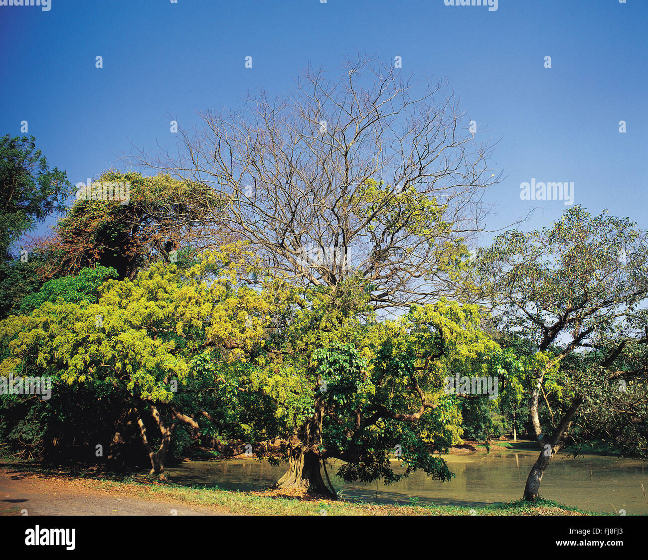 Old tree, Karnataka, india, asia Stock Photo - Alamy