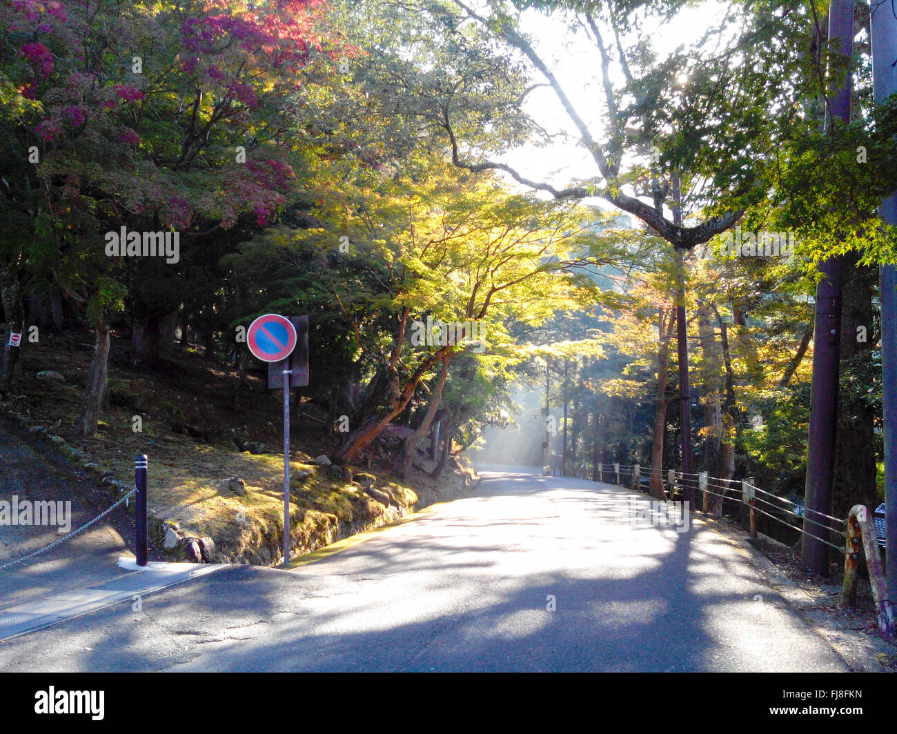 Sunlight through trees japanese hi-res stock photography and images - Alamy