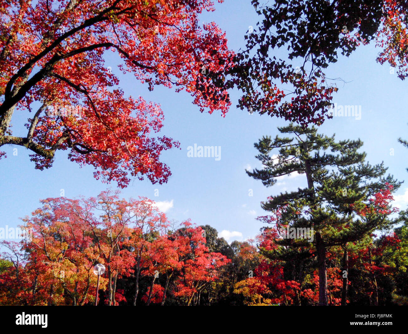 Nara trees hi-res stock photography and images - Alamy