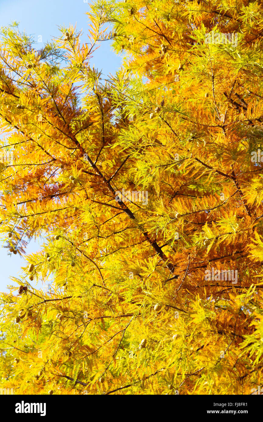 colorful autumn Bald Cypress tree Stock Photo - Alamy