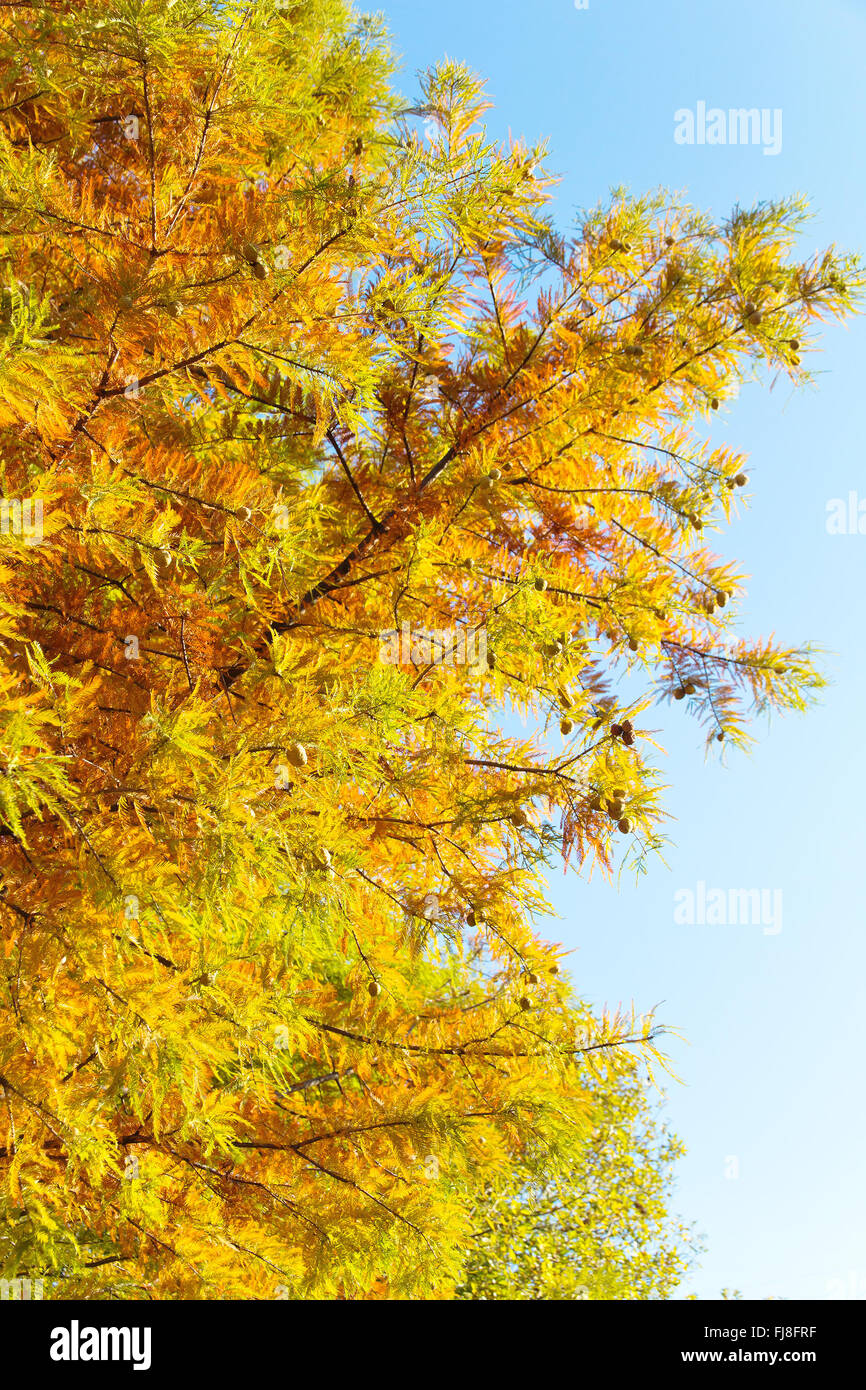 colorful autumn Bald Cypress tree Stock Photo - Alamy