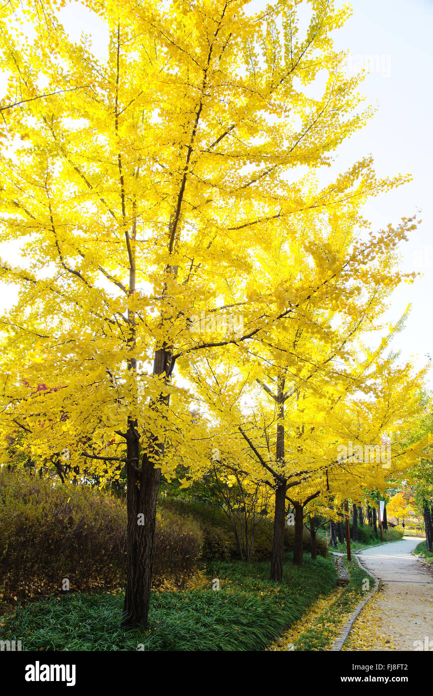 Autumn Ginkgo Leaves Stock Photo - Alamy