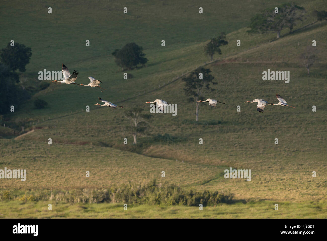 Cranes fly off in the morning from Bromfield Swamp. Australia has two ...