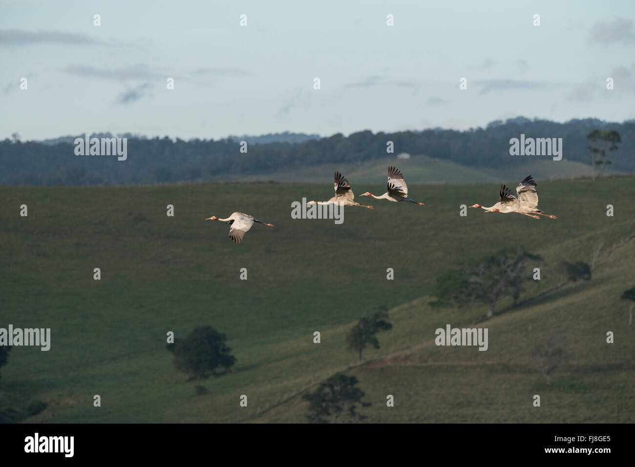 Sarus Cranes fly off in the morning from Bromfield Swamp. Australia has ...