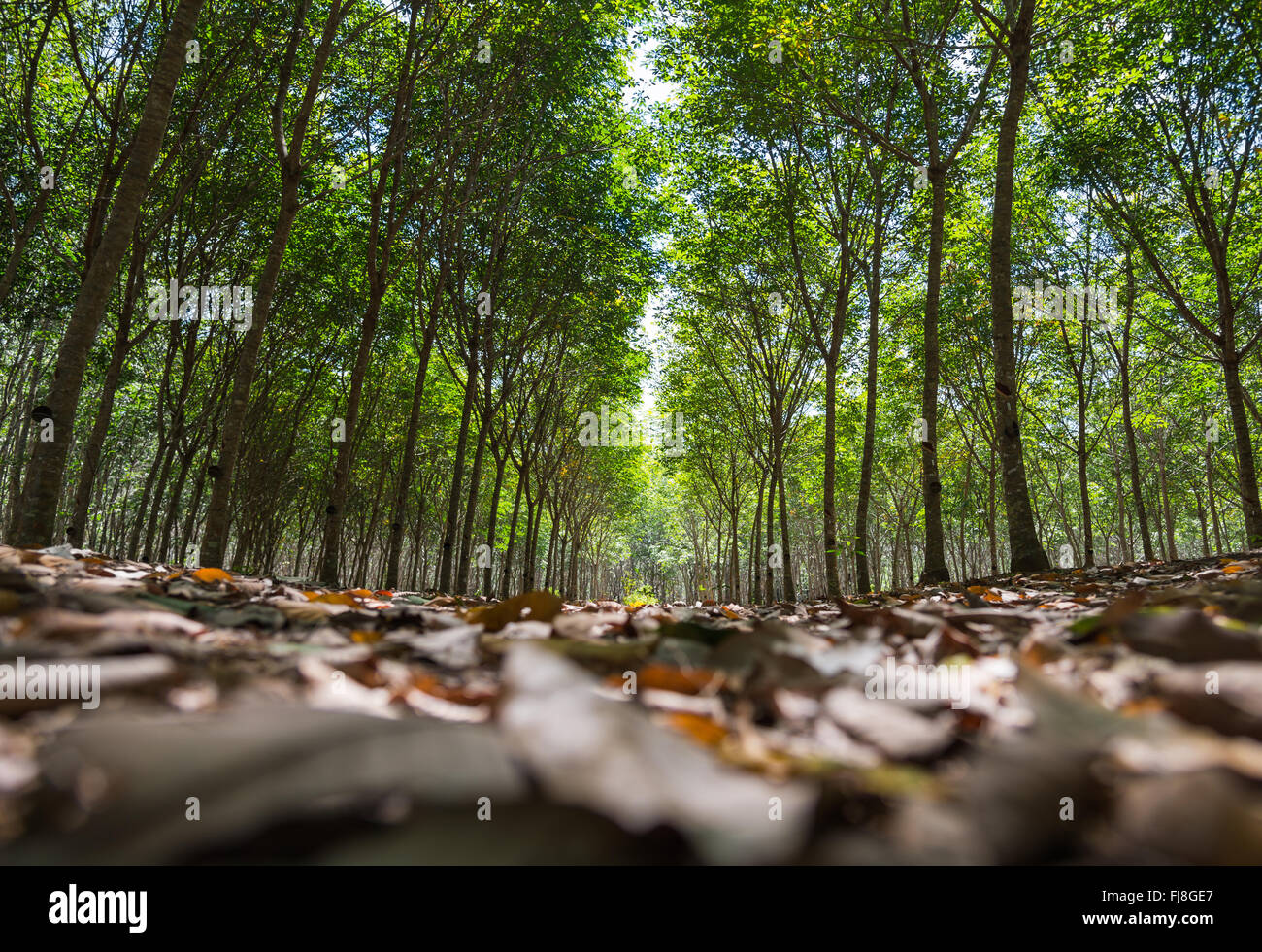 Rubber trees in the row for rubber tree farm in Thailand 4 Stock Photo ...