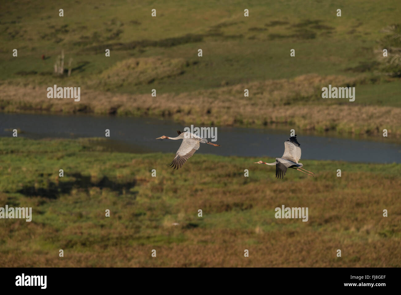 Bromfield swamp hi-res stock photography and images - Alamy