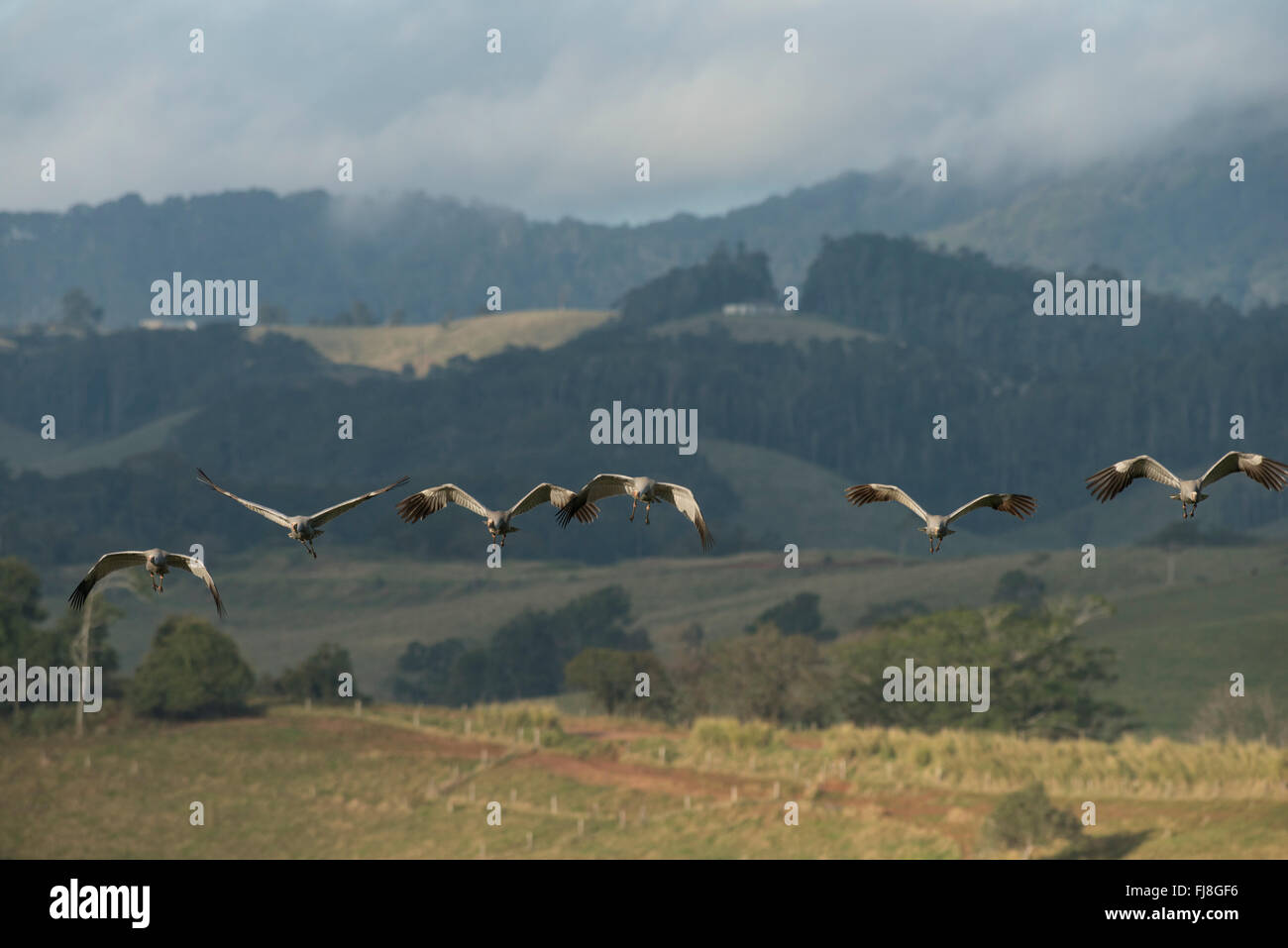 Sarus Cranes fly off in the morning from Bromfield Swamp. Australia has ...