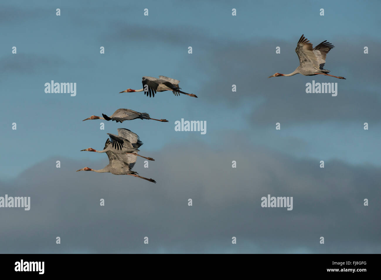 Sarus Cranes fly off in the morning from Bromfield Swamp. Australia has ...