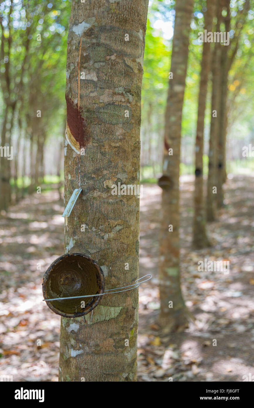 Rubber tree phuket south thailand hi-res stock photography and images ...