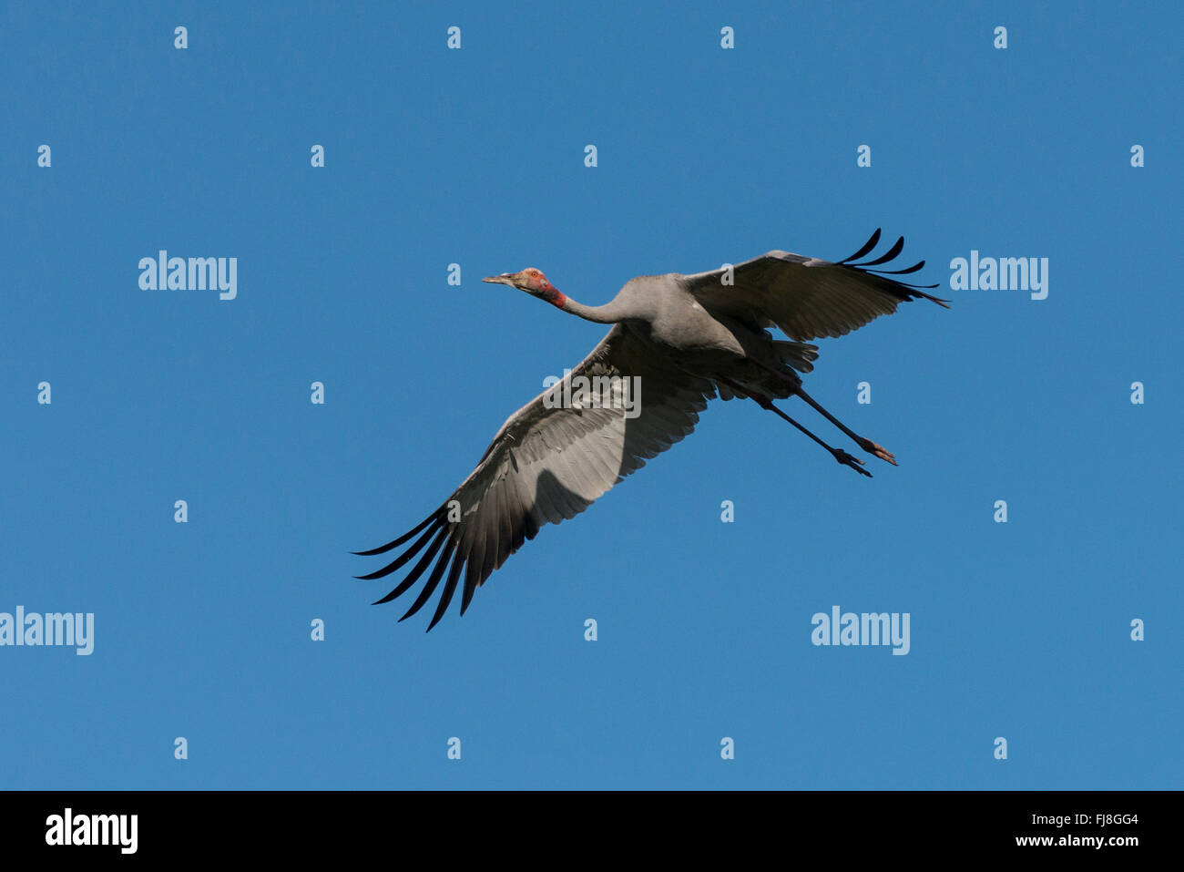 Sarus Cranes fly off in the morning from Bromfield Swamp. Australia has ...