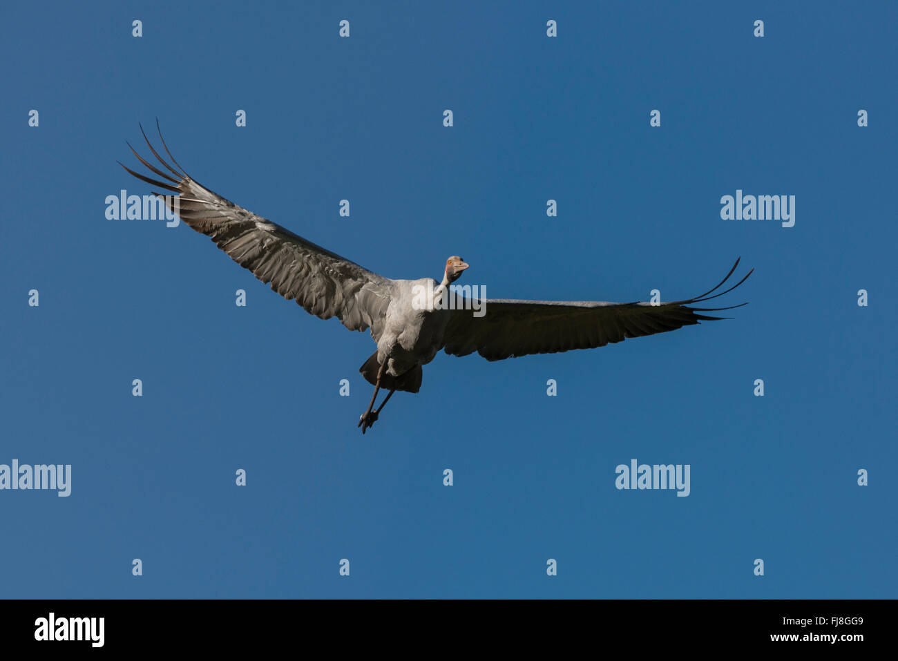 Brolgas fly off in the morning from Bromfield Swamp. Australia has two ...