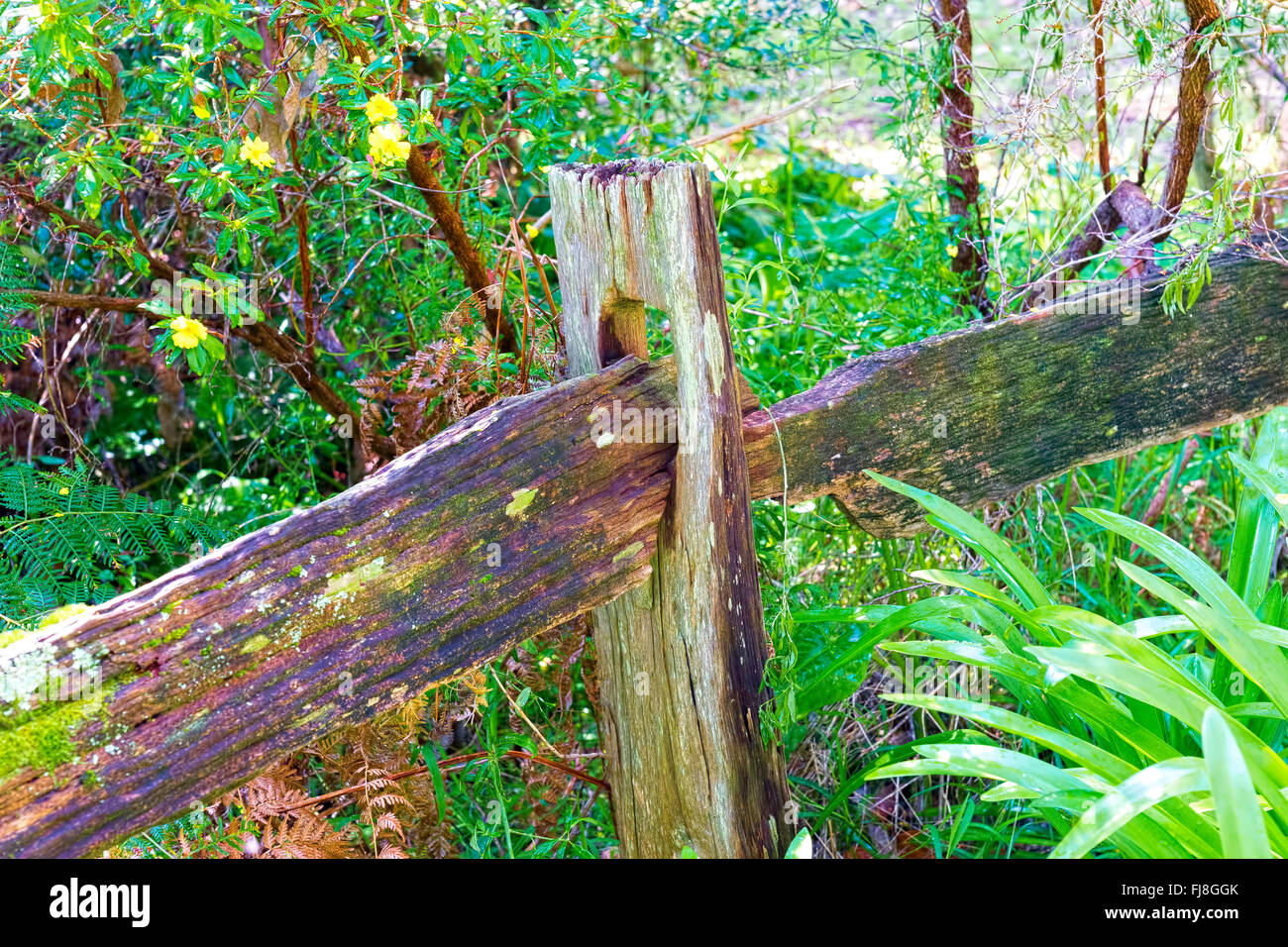 Australian timber fencing weathered and worn. Jarrah posts in garden ...