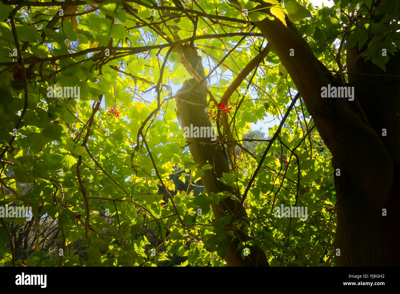 Forest shot capturing the southwest sunlight filtered through trees ...
