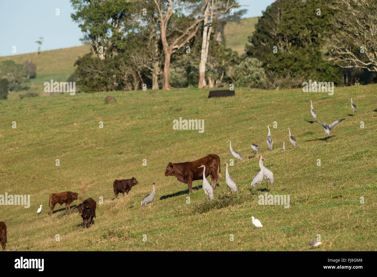 Cranes ready to fly off in the morning from Bromfield Swamp. Australia ...
