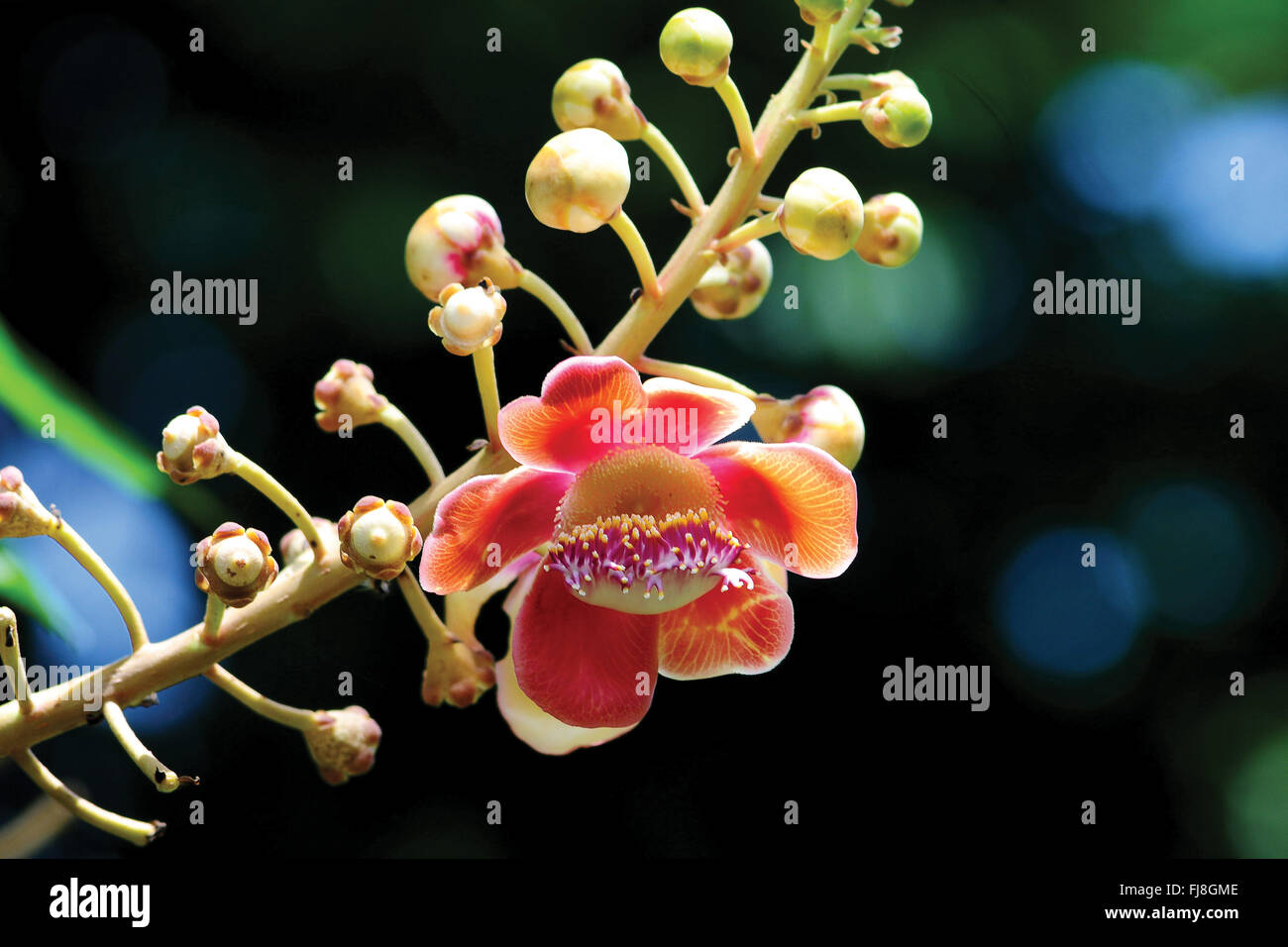 Shiva flower, india, asia Stock Photo - Alamy