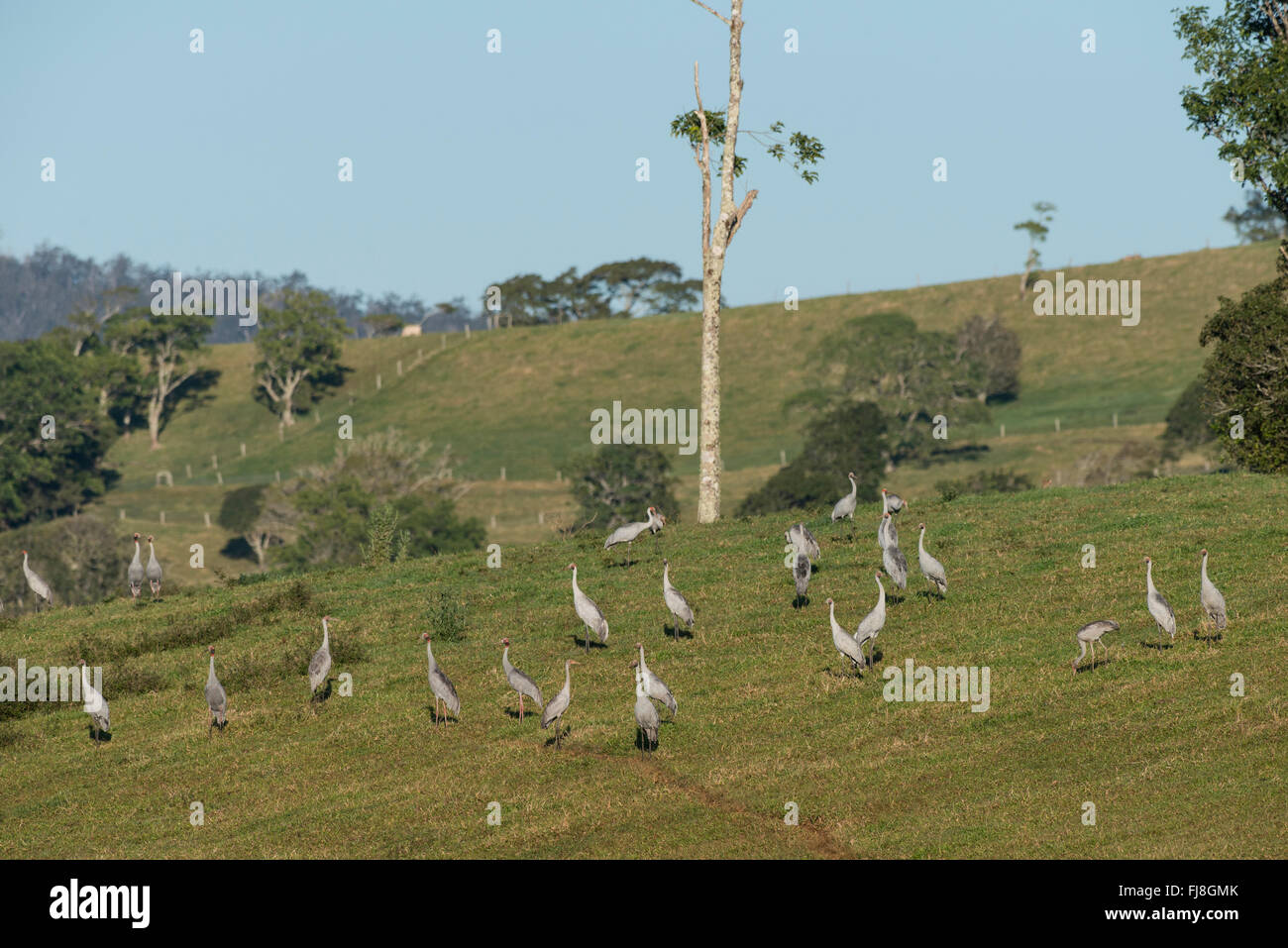 Cranes ready to fly off in the morning from Bromfield Swamp. Australia ...