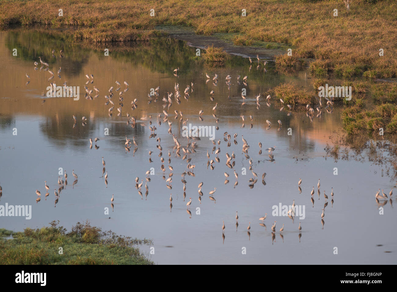 Swamp crane fly hi-res stock photography and images - Alamy