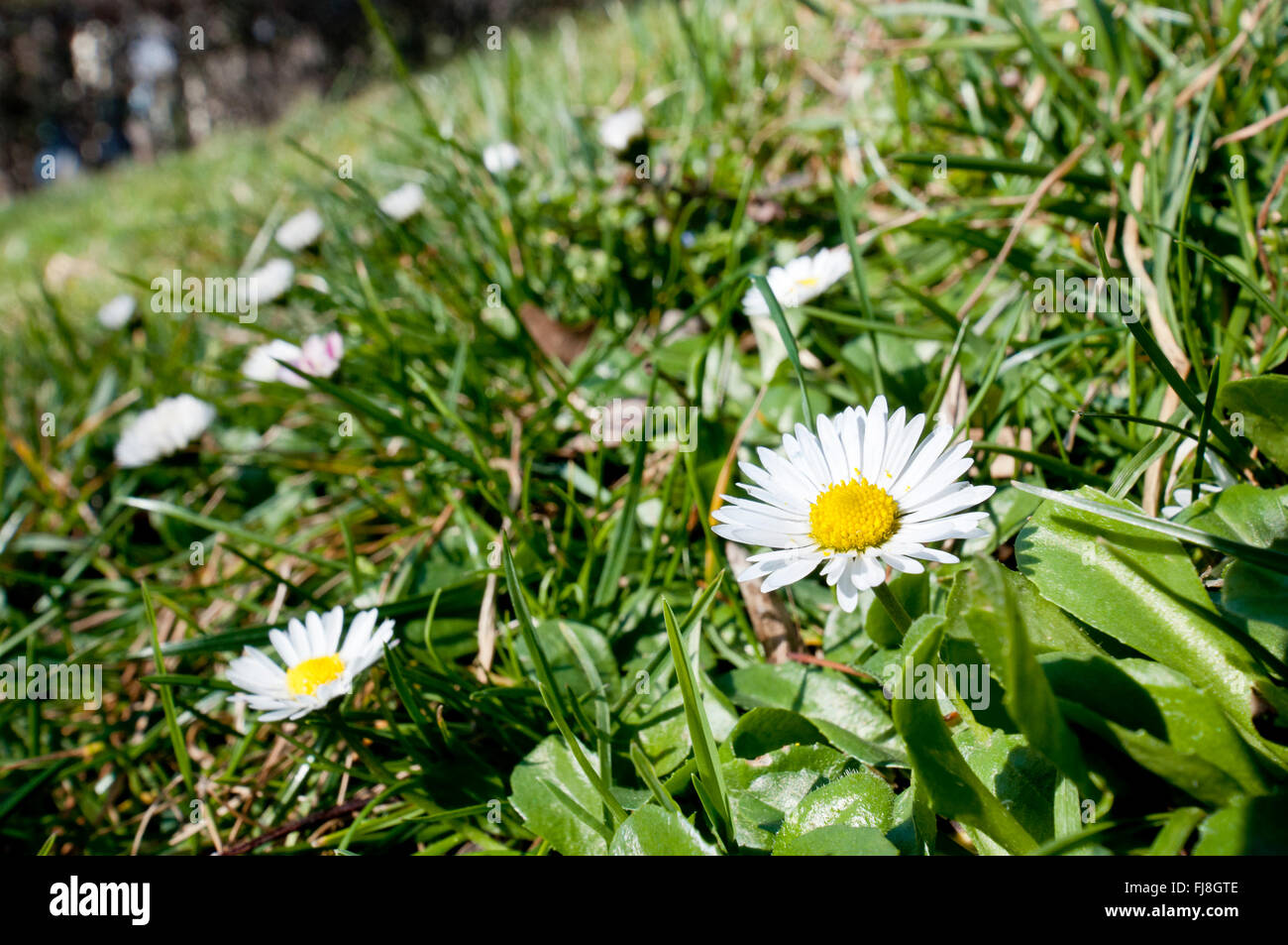 Bellis perennis growing on grass. It is a common European species of ...