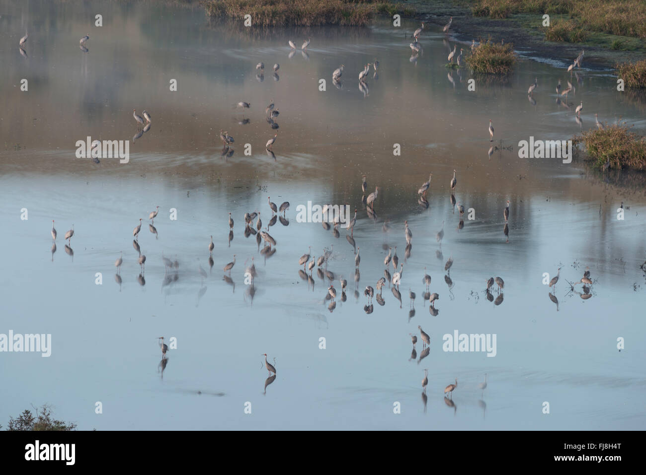 Bromfield swamp hi-res stock photography and images - Alamy