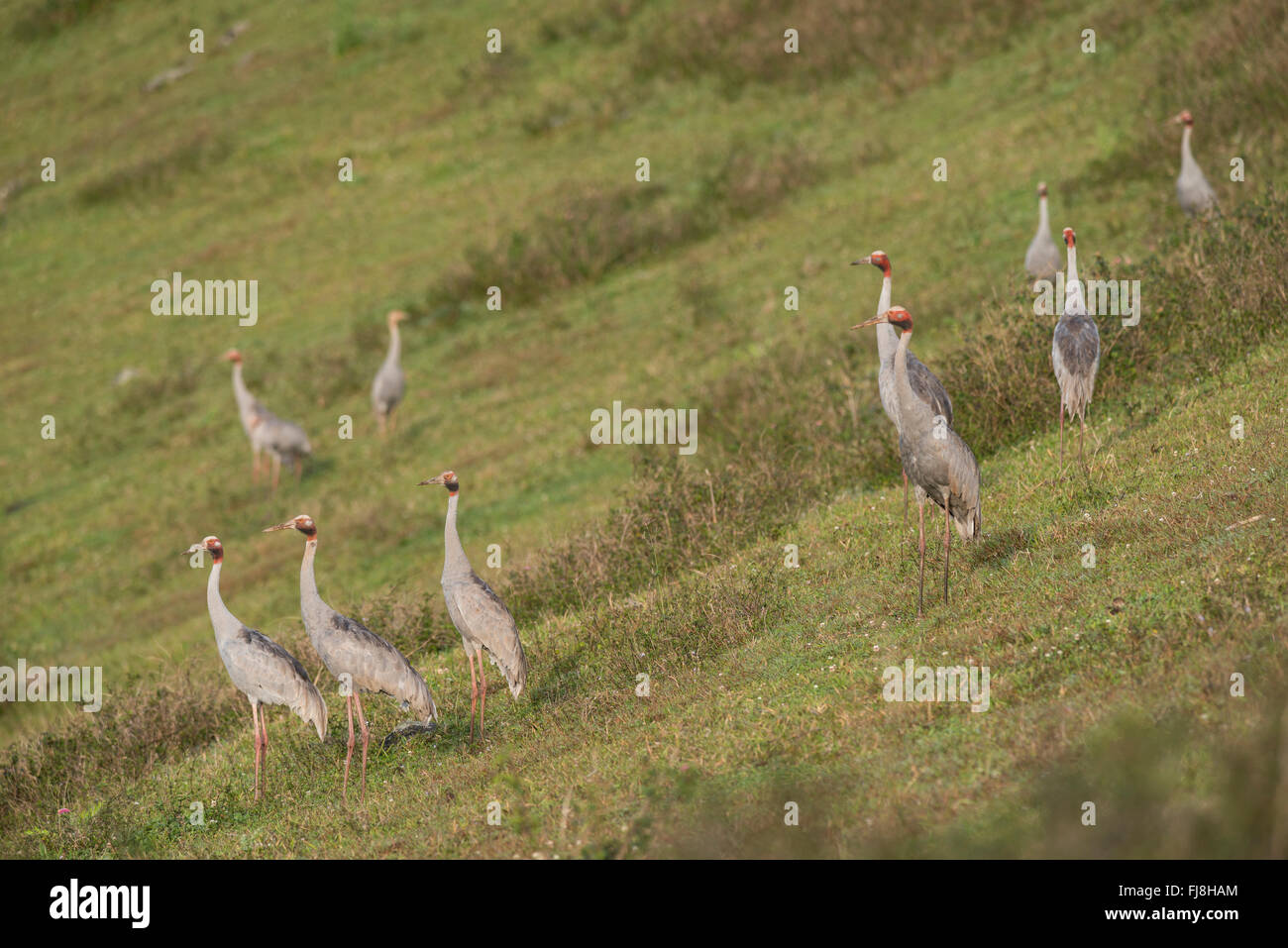Sarus Cranes ready to fly off in the morning from Bromfield Swamp ...