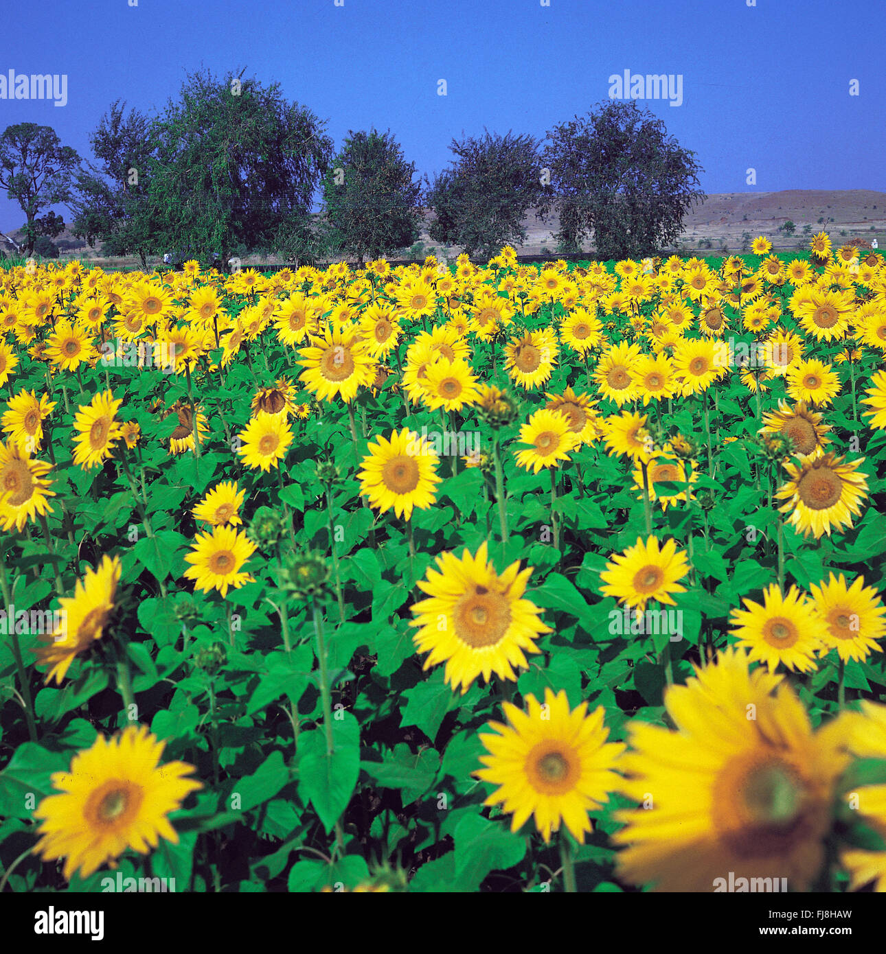 Sunflower field, india, asia Stock Photo - Alamy