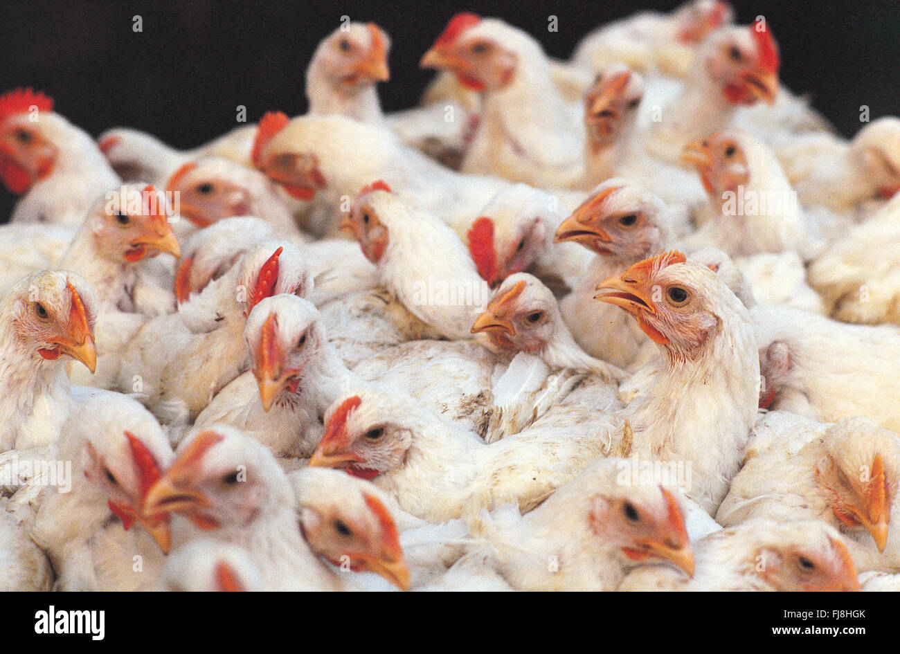 Breed poultry livestock hi-res stock photography and images - Alamy