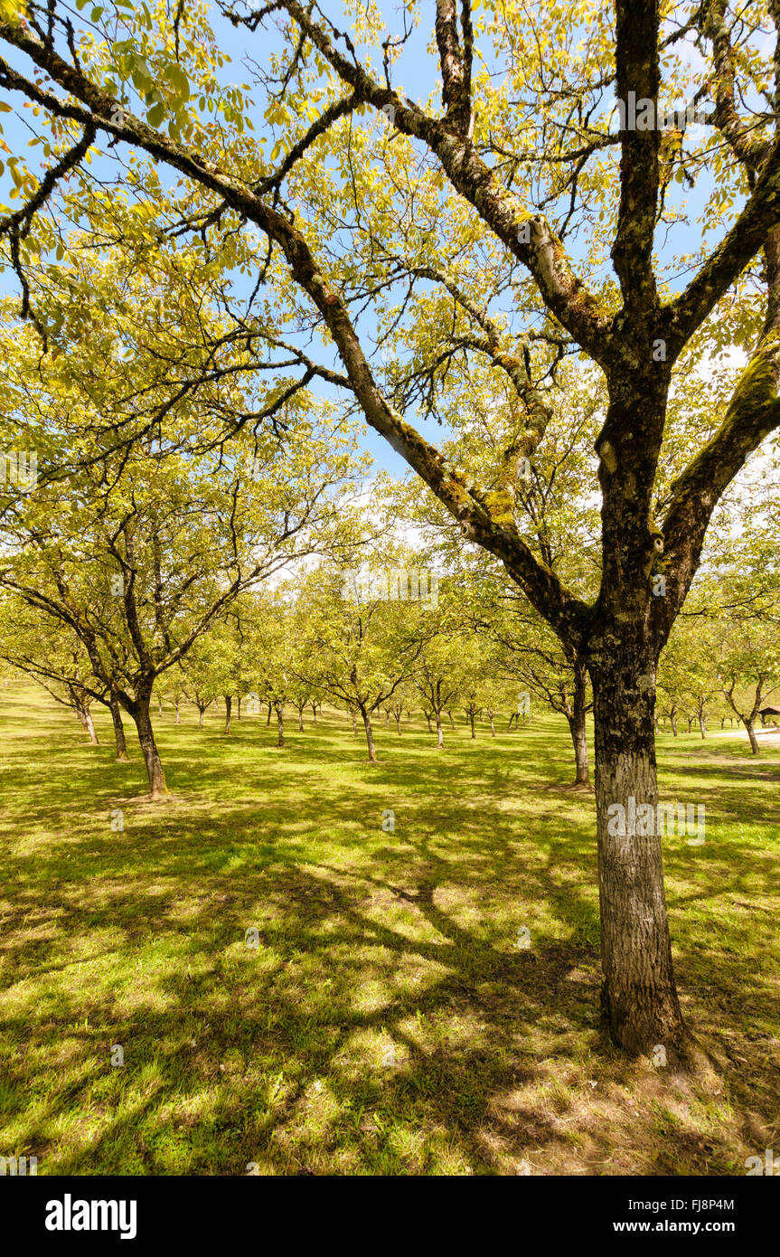 Walnut trees (Juglans regia) growing in an orchard in the Dordogne ...