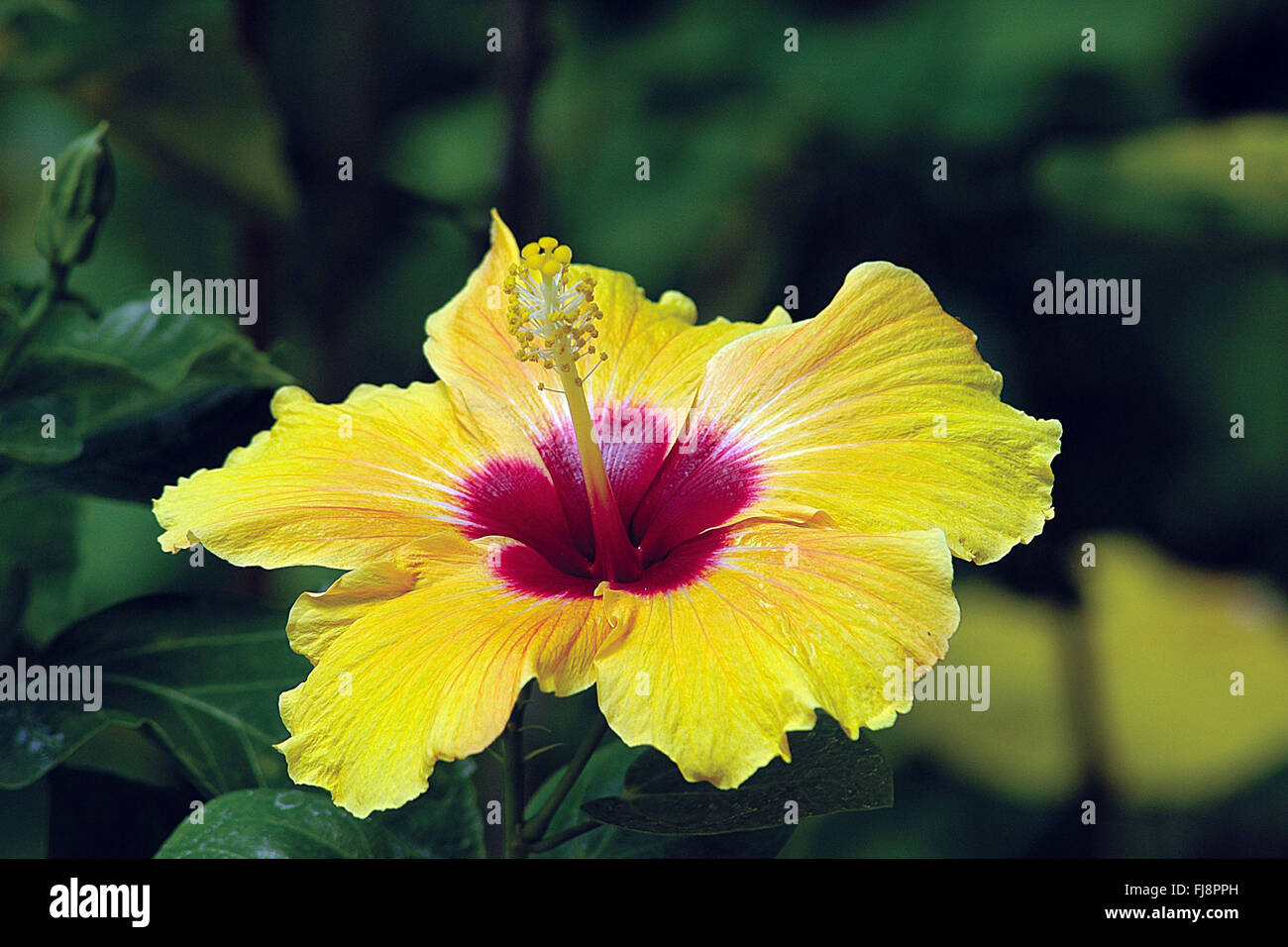 Hibiscus flower, india, asia Stock Photo - Alamy