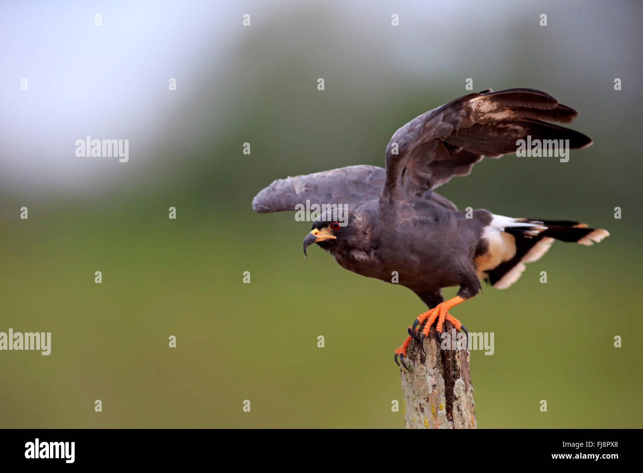 Snail Kite, adult on branch, Pantanal, Mato Grosso, Brazil, South ...