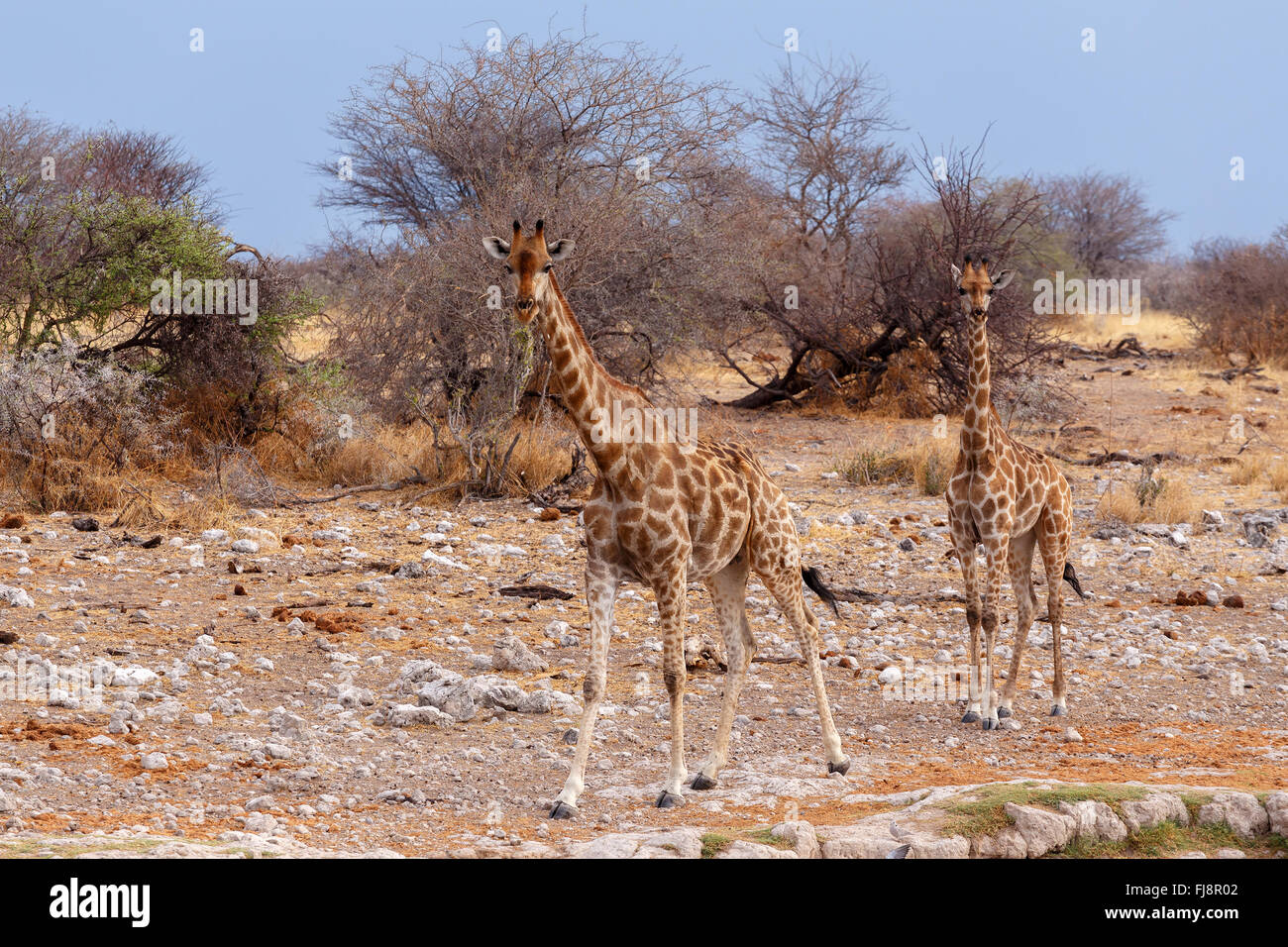 Giraffa camelopardalis near waterhole in Etosha national Park, Ombika ...