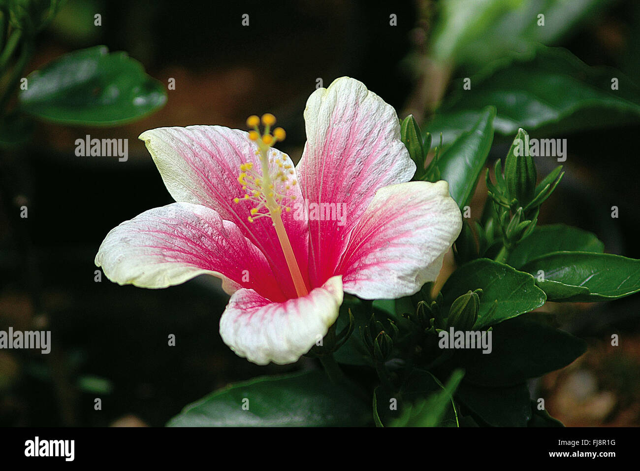 Hibiscus flower, india, asia Stock Photo - Alamy