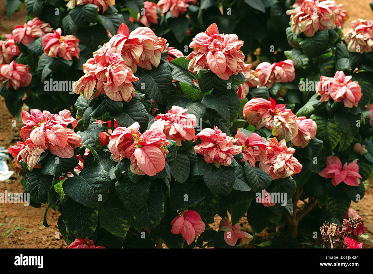 Plant of asia hi-res stock photography and images - Alamy