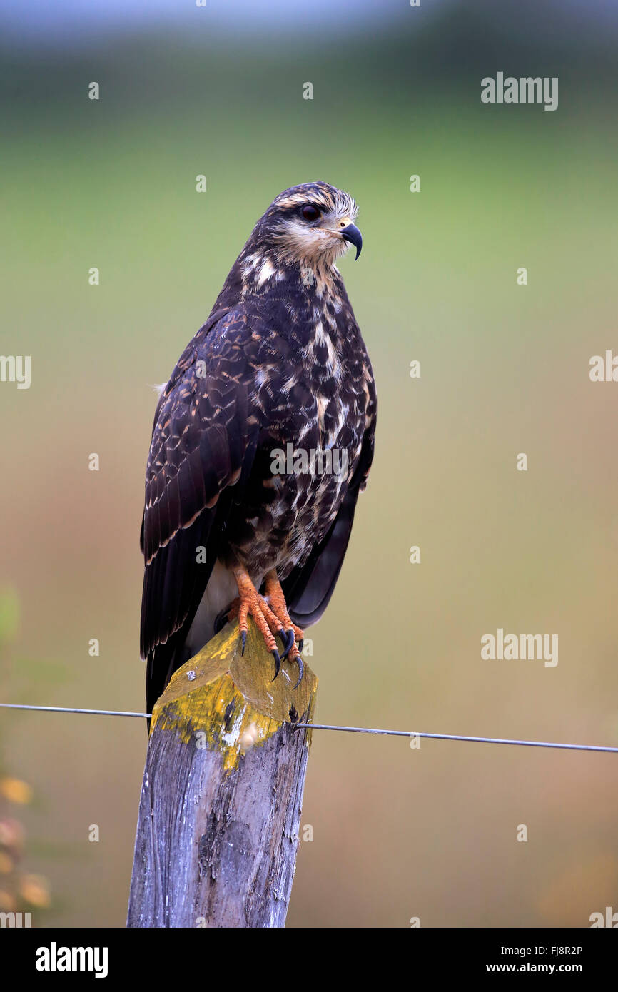 Snail Kite, immature on branch, Pantanal, Mato Grosso, Brazil, South ...