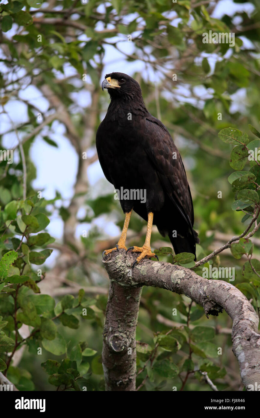Hawks of south america hi-res stock photography and images - Alamy
