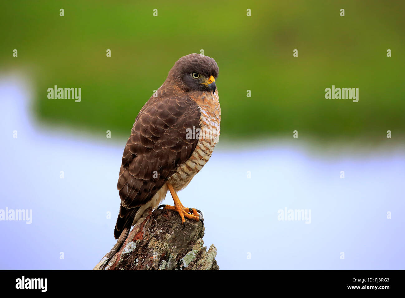 Hawks of south america hi-res stock photography and images - Alamy