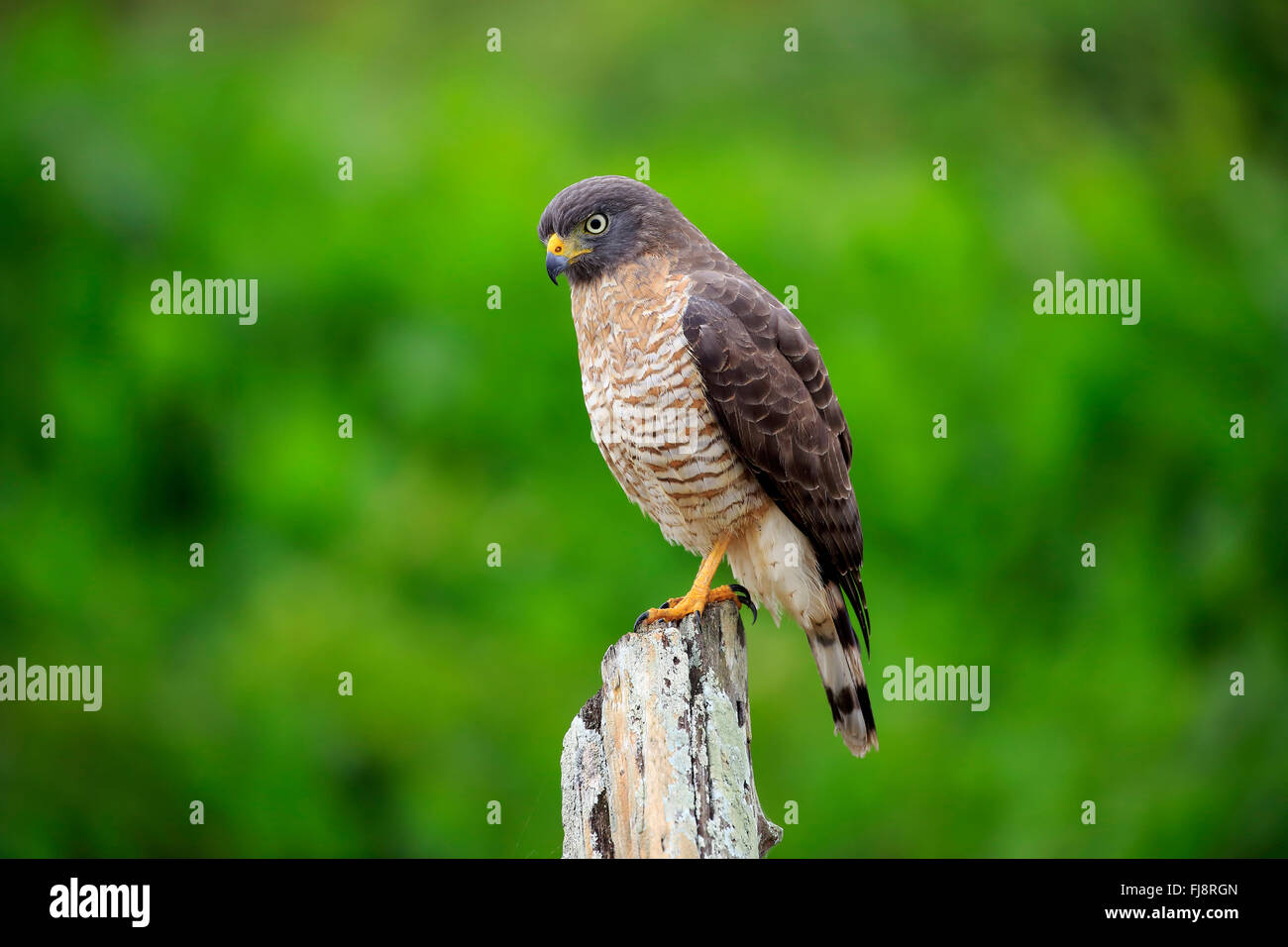 Road-side Hawk, adult on branch, Pantanal, Mato Grosso, Brazil, South ...