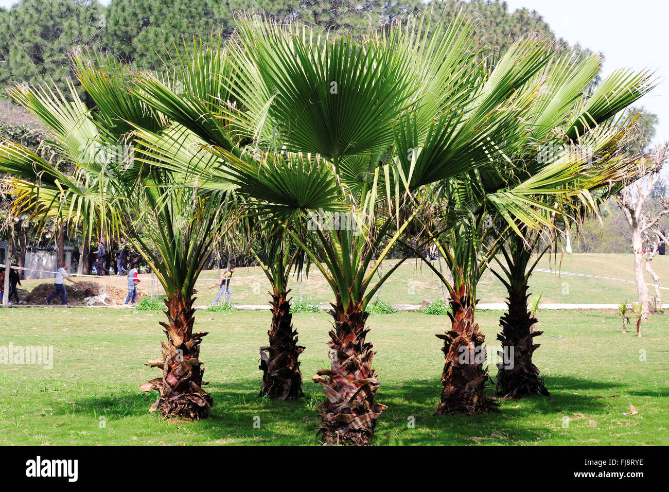 Palm tree in garden, india, asia Stock Photo - Alamy