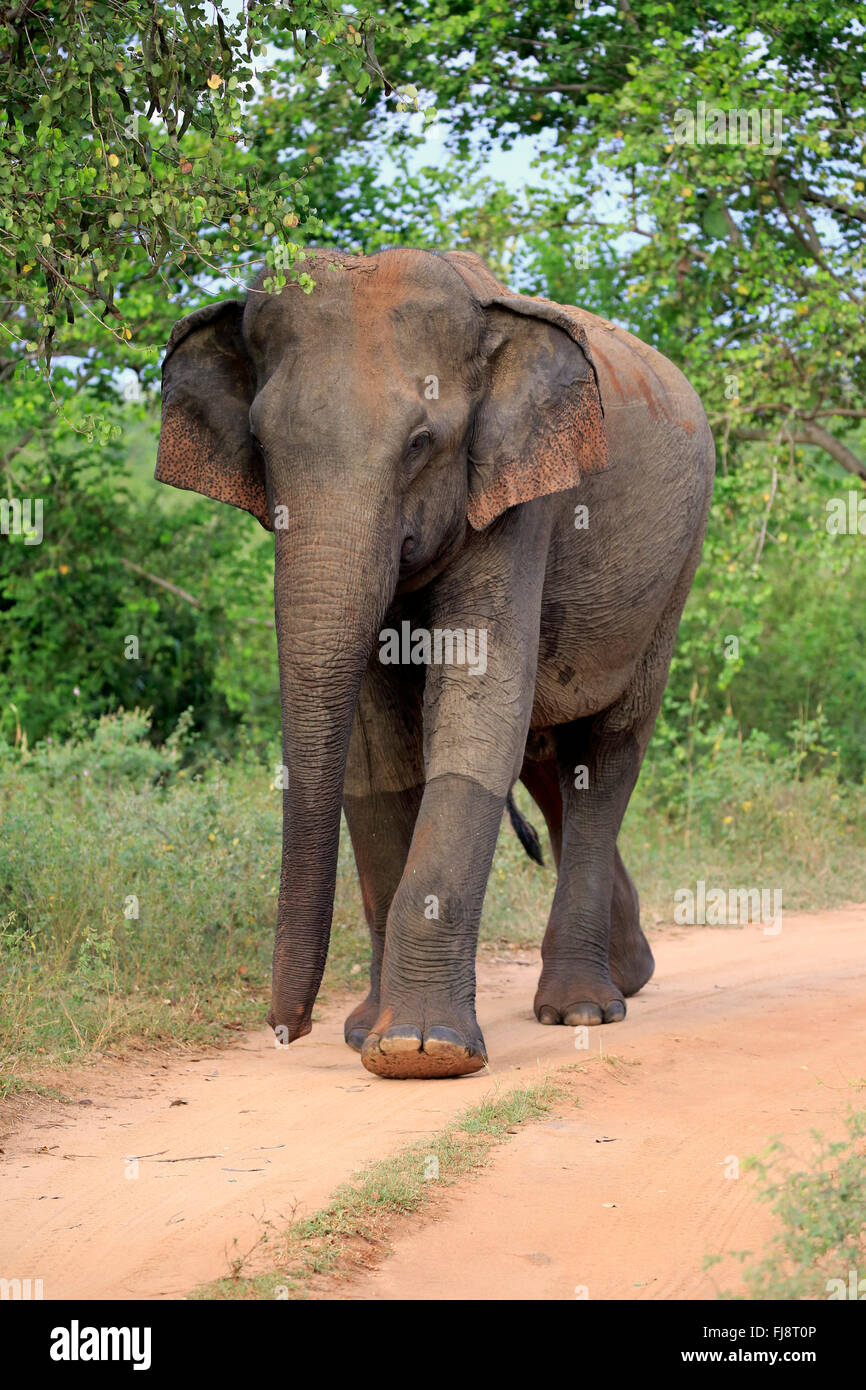 Sri Lankan Elephant, Asian Elephant, adult male, Udawalawe National ...