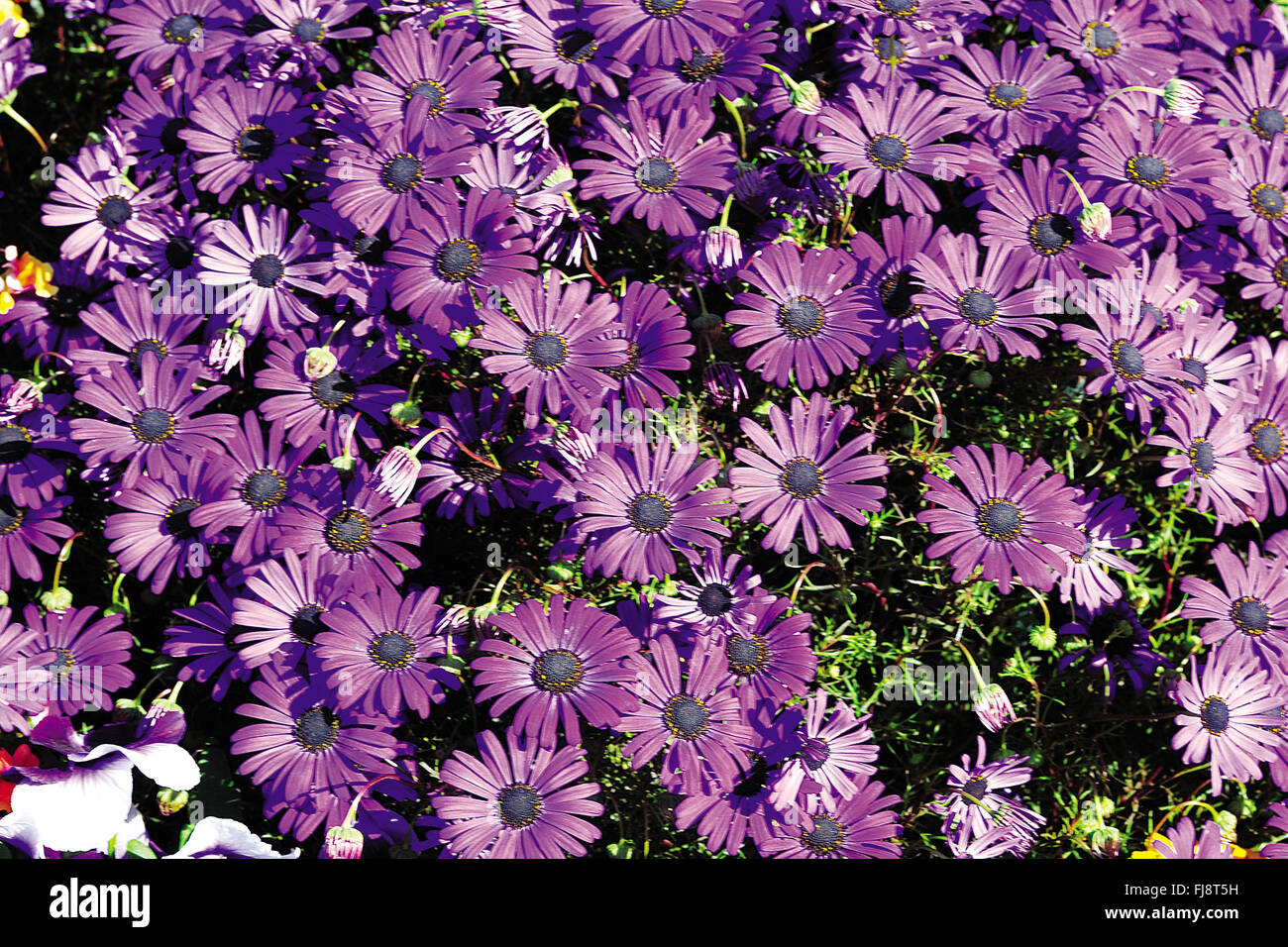 Aster flower, india, asia Stock Photo - Alamy