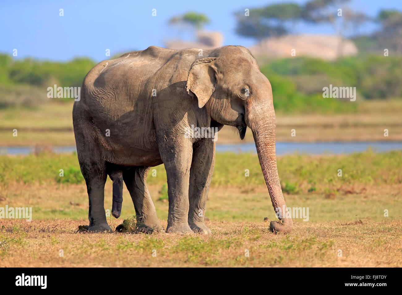 Sri Lankan Elephant, Asian Elephant, adult male, Yala Nationalpark, Sri ...