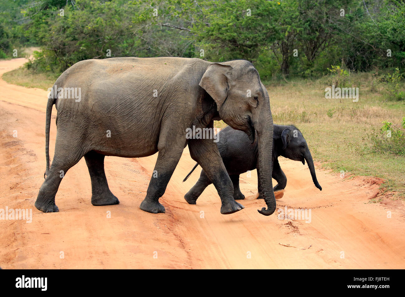 Sri Lankan Elephant, Asian Elephant, female with young is crossing ...
