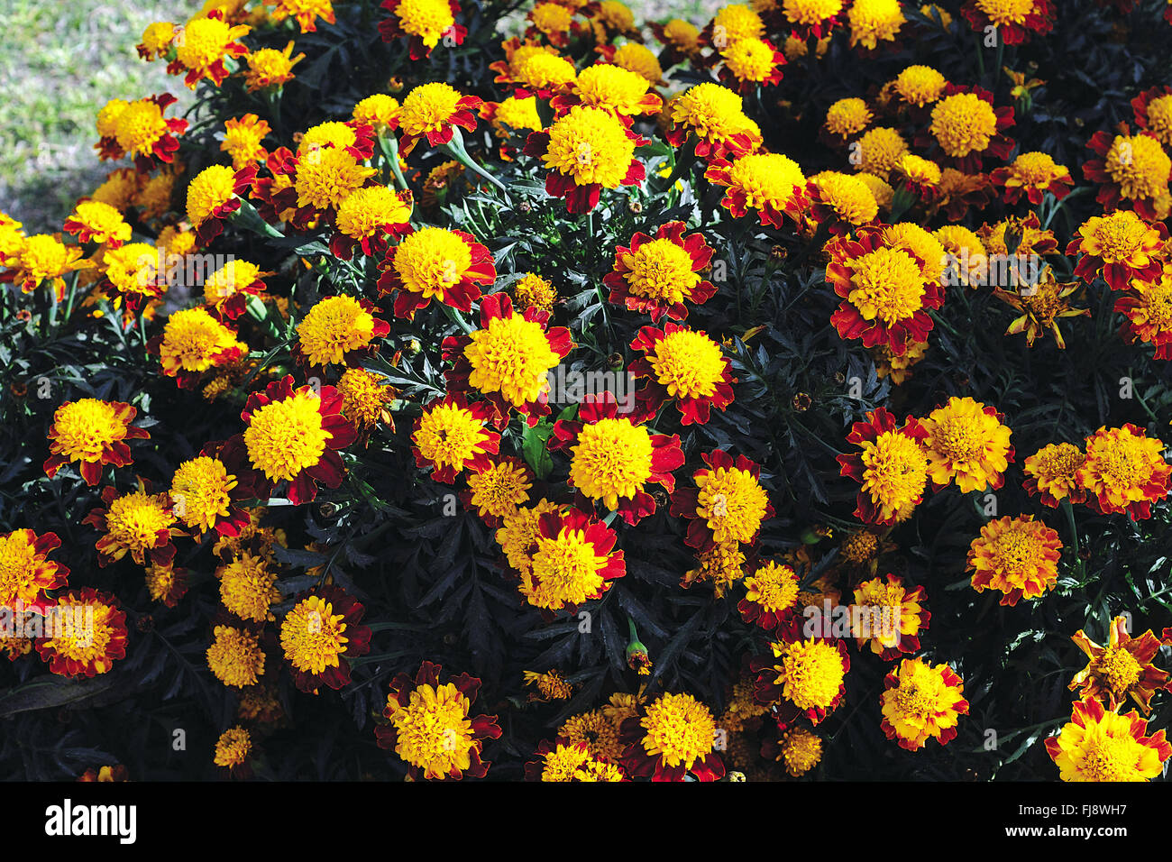 Marigold flower, india, asia Stock Photo - Alamy