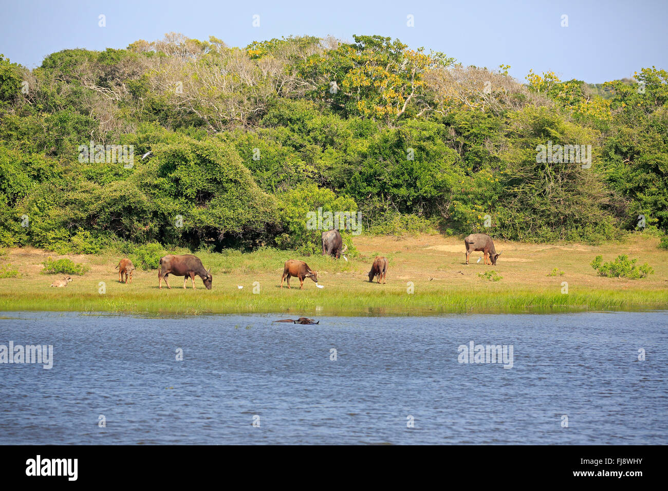 Waterhole with Water Buffalo, Bundala Nationalpark, Sri Lanka, Asia ...
