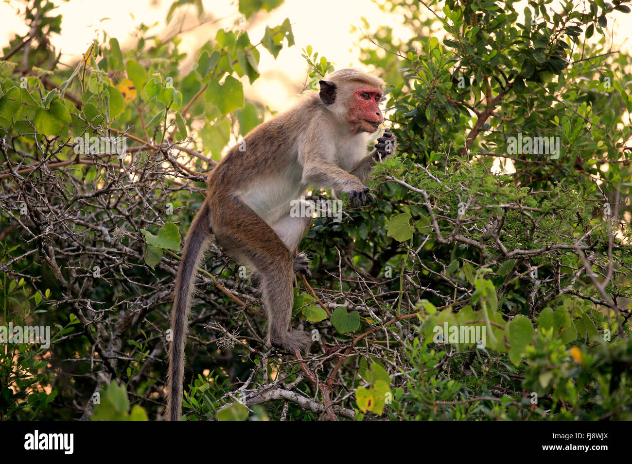 Red Monkey, adult on tree foraging, Yala Nationalpark, Sri Lanka, Asia ...