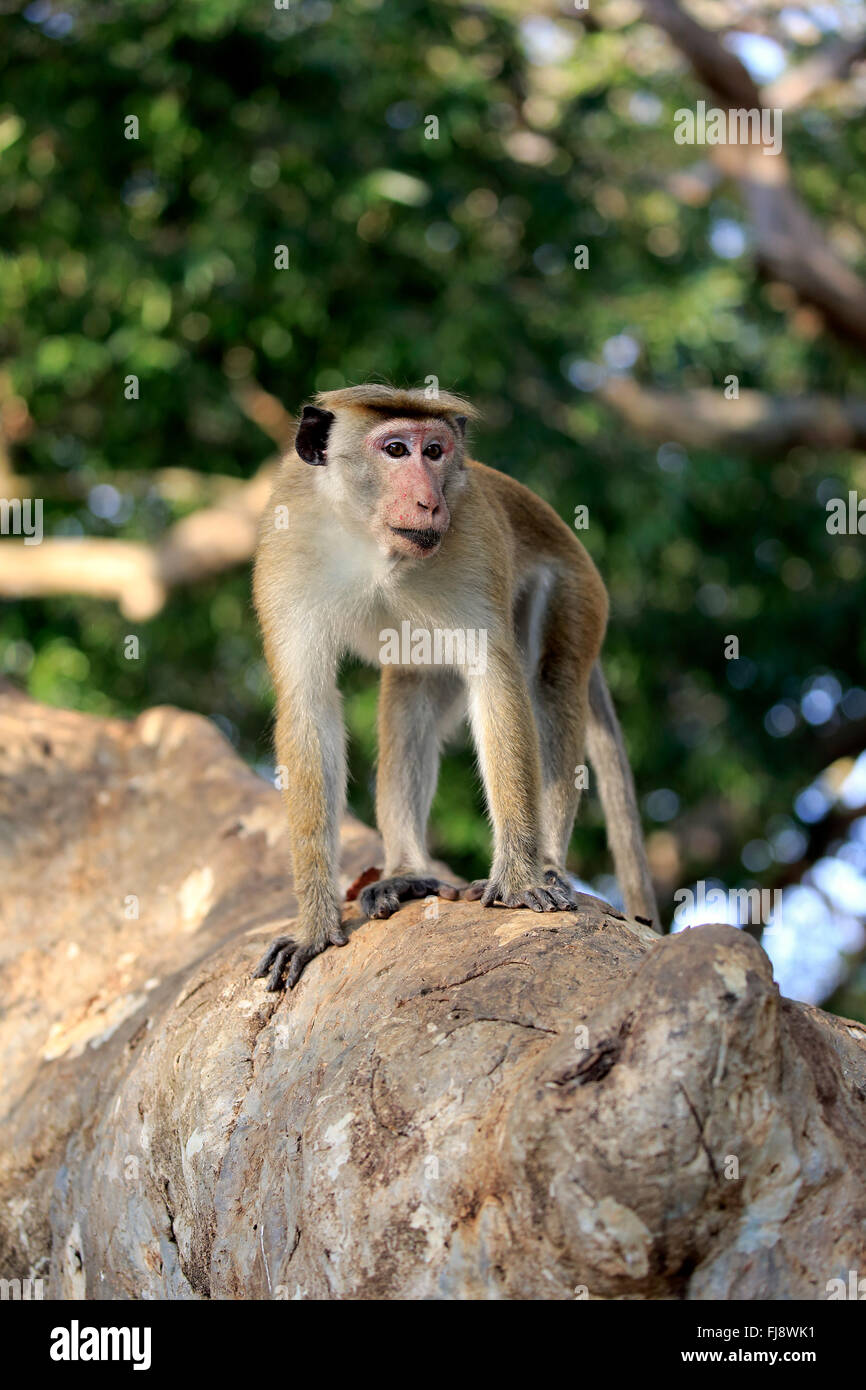 Red Monkey, adult on tree, Yala Nationalpark, Sri Lanka, Asia / (Macaca ...